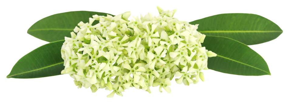 รูปภาพRumdul – เลือกดูภาพถ่ายสต็อก เวกเตอร์ และวิดีโอ379 | Adobe Stock