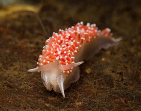 รูปภาพRhinophores – เลือกดูภาพถ่ายสต็อก เวกเตอร์ และวิดีโอ569 | Adobe Stock