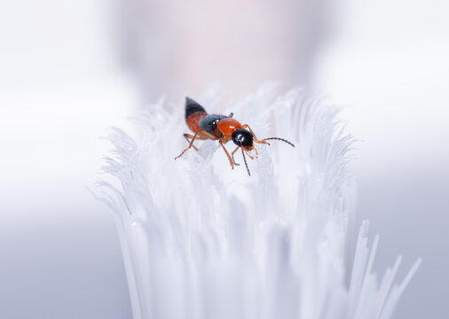 รูปภาพPaederus – เลือกดูภาพถ่ายสต็อก เวกเตอร์ และวิดีโอ114 | Adobe Stock