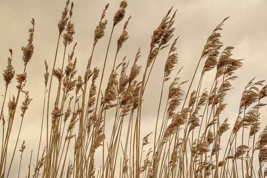 Trzcina Bilder – Durchsuchen 2,223 Archivfotos, Vektorgrafiken und ...