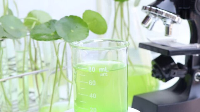 Beakers With Leaves Images – Browse 11,090 Stock Photos, Vectors, and Video | Adobe Stock