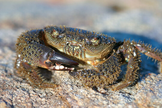 Verruqueux Images – Browse 155 Stock Photos, Vectors, and Video | Adobe ...