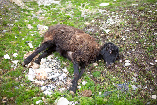 "Animal Corpse" Bilder – Durchsuchen 53 Archivfotos, Vektorgrafiken und Videos | Adobe Stock