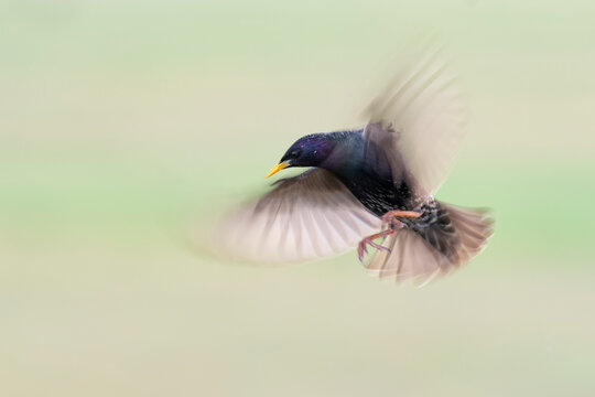 Starling In Flight Images – Browse 36,948 Stock Photos, Vectors, and ...