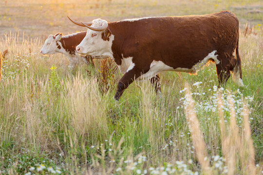 รูปภาพ"Beef Cattle" – เลือกดูภาพถ่ายสต็อก เวกเตอร์ และวิดีโอ19,406 ...