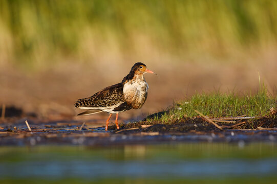 Brushane bilder – Bläddra bland 5,076 stockfoton, vektorer och videor ...