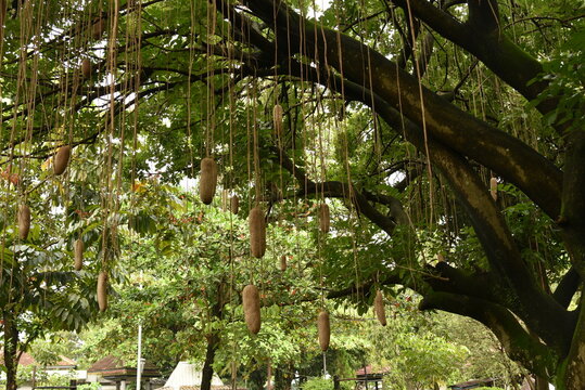 Sausage Tree In The Rainforest