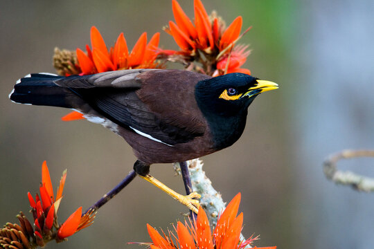 "Talking Myna"-Bilder: Stock-Fotos & -Videos. | Adobe Stock