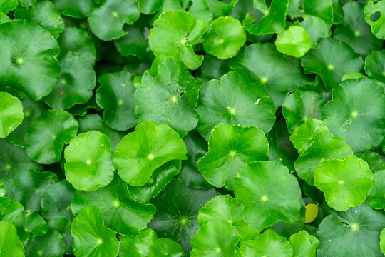 รูปภาพWallness – เลือกดูภาพถ่ายสต็อก เวกเตอร์ และวิดีโอ81 | Adobe Stock