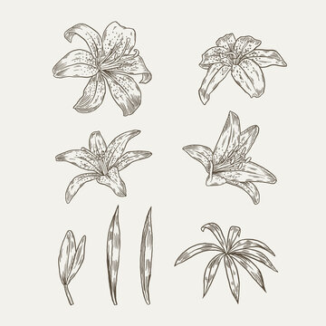 How To Draw A Tiger Lily Step By Step