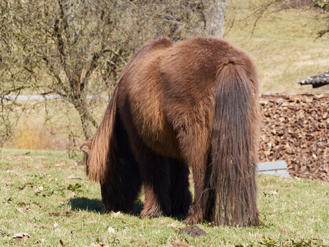 Leisefuchs Bilder – Durchsuchen 577 Archivfotos, Vektorgrafiken und ...
