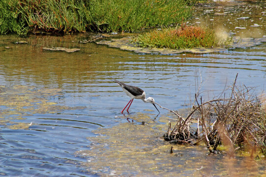「Pernilongo」の写真素材 | 158件の無料イラスト画像 | Adobe Stock