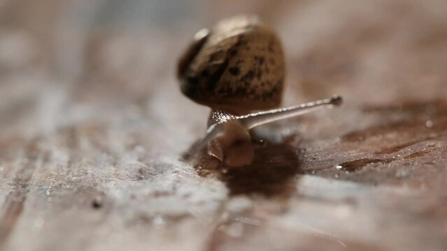 Molluscan Imagens – Procure 1,202 fotos, vetores e vídeos | Adobe Stock