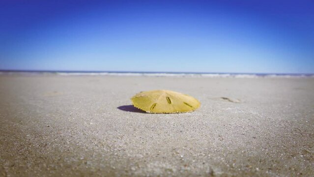 "Sand Dollar" Images – Browse 2,784 Stock Photos, Vectors, and Video ...