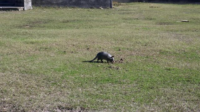 "Nine-Banded Armadillo" Images – Browse 2,937 Stock Photos, Vectors ...