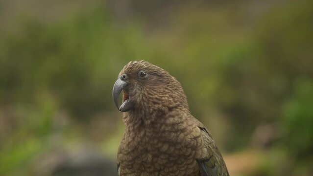 Kea Bird Images – Browse 2,954 Stock Photos, Vectors, and Video | Adobe ...