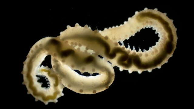 Papillae bilder – Bläddra bland 564 stockfoton, vektorer och videor ...