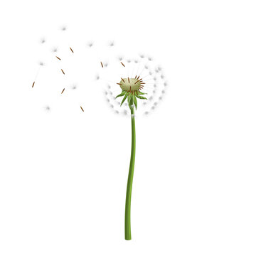 Pusteblume Icon Bilder – Durchsuchen 22,535 Archivfotos, Vektorgrafiken ...