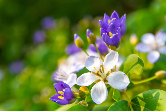 Bahamas National Flower Lignum Vitae | Best Flower Site