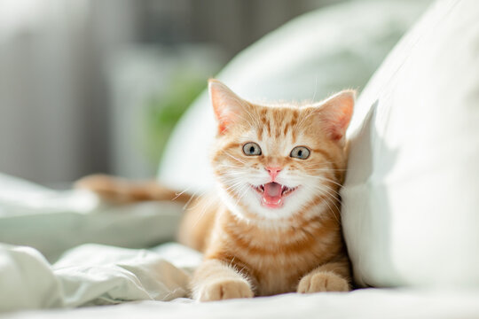 รูปภาพMewing – เลือกดูภาพถ่ายสต็อก เวกเตอร์ และวิดีโอ120,843 | Adobe Stock