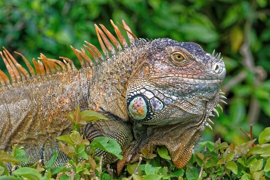 "Iguana Iguana Rhinolopha" Bilder – Durchsuchen 30 Archivfotos ...