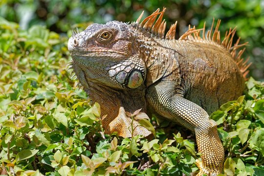 "Iguana Iguana Rhinolopha" Bilder – Durchsuchen 30 Archivfotos ...