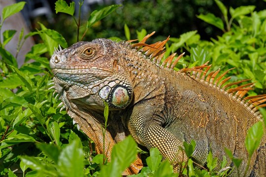 "Iguana Iguana Rhinolopha" Bilder – Durchsuchen 30 Archivfotos ...