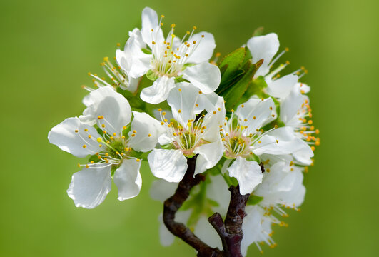 รูปภาพPlum-Tree – เลือกดูภาพถ่ายสต็อก เวกเตอร์ และวิดีโอ1,469 | Adobe Stock