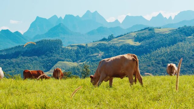 "Brazilian Highlands" Images – Browse 122 Stock Photos, Vectors, and ...