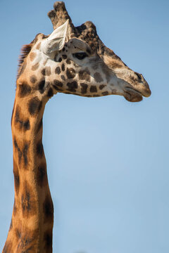 รูปภาพJirafa – เลือกดูภาพถ่ายสต็อก เวกเตอร์ และวิดีโอ1,744 | Adobe Stock