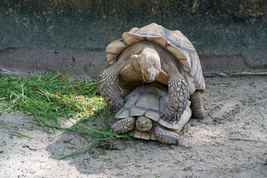 Centrochelys Images – Browse 958 Stock Photos, Vectors, and Video ...