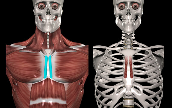 「Sternalis」の写真素材 | 44件の無料イラスト画像 | Adobe Stock