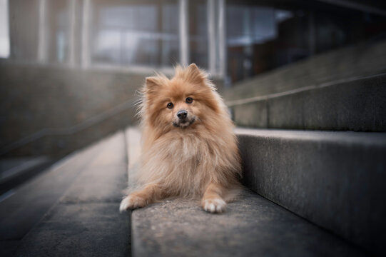 Spitzer Bilder – Durchsuchen 157,671 Archivfotos, Vektorgrafiken und ...