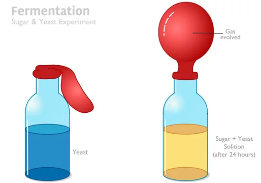 Yeast Fermentation Balloon