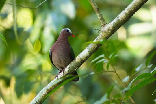 "Green Dove" Images – Browse 764 Stock Photos, Vectors, and Video ...