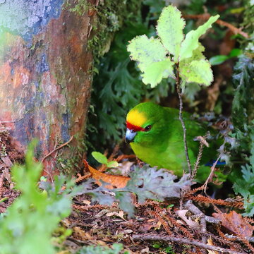 Yellow-Fronted Images – Browse 194 Stock Photos, Vectors, and Video ...