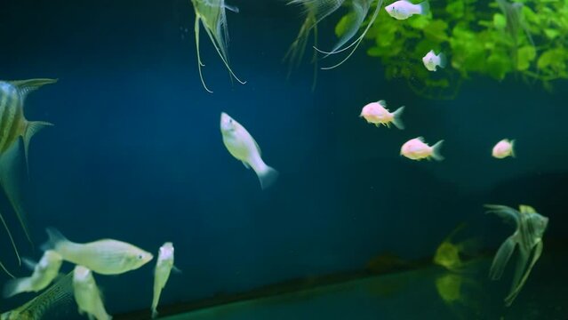 Angel-Fish Képek – Böngésszen 233 stockfotókat, vektorokat és videókat ...