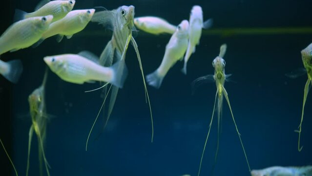 Angel-Fish bilder – Bläddra bland 231 stockfoton, vektorer och videor ...