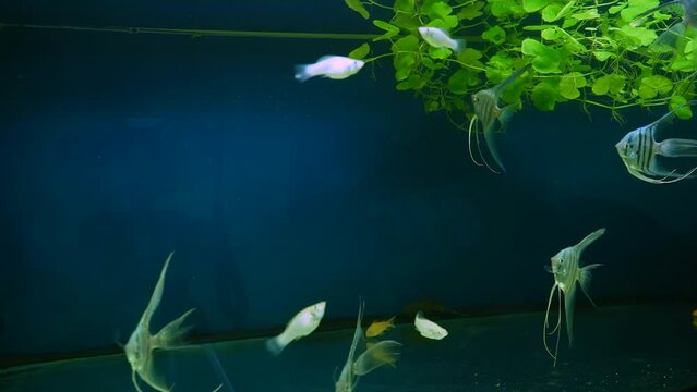 Angel-Fish Képek – Böngésszen 233 stockfotókat, vektorokat és videókat ...