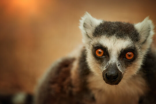 Endemie Bilder – Durchsuchen 120,643 Archivfotos, Vektorgrafiken und ...