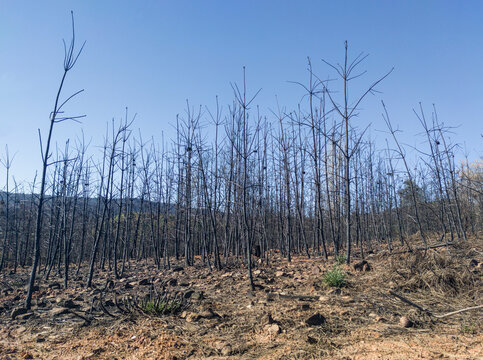 "Destroyed Forest" Bilder – Durchsuchen 890 Archivfotos, Vektorgrafiken ...
