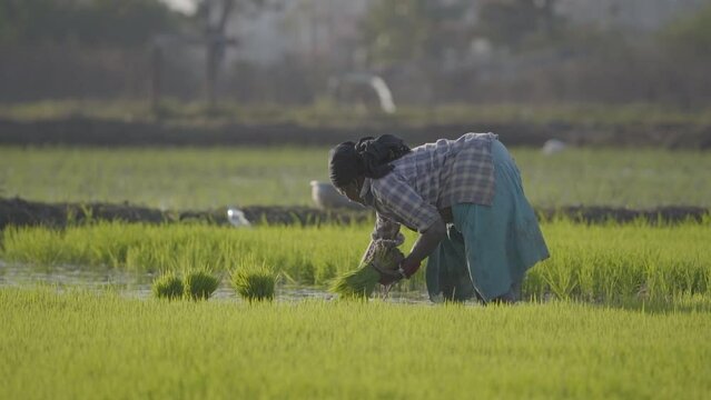 Khet Images – Browse 480 Stock Photos, Vectors, and Video | Adobe Stock