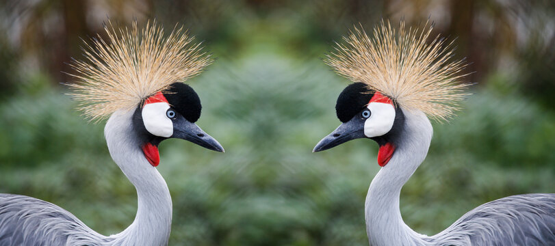 Balearica Bilder – Durchsuchen 5,079 Archivfotos, Vektorgrafiken und ...