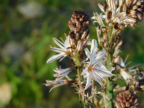 รูปภาพAsphodelus – เลือกดูภาพถ่ายสต็อก เวกเตอร์ และวิดีโอ1,194 | Adobe ...