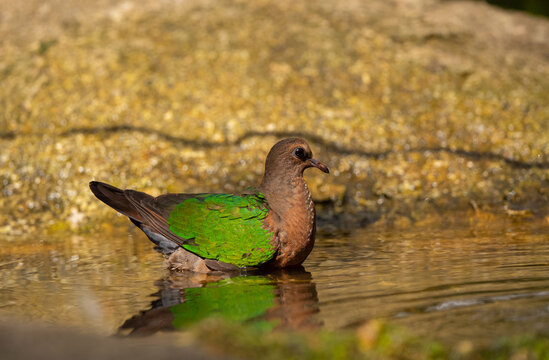 "Green Dove" Bilder – Durchsuchen 739 Archivfotos, Vektorgrafiken und ...