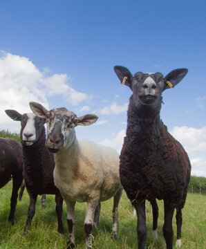 รูปภาพNosey – เลือกดูภาพถ่ายสต็อก เวกเตอร์ และวิดีโอ52,896 | Adobe Stock