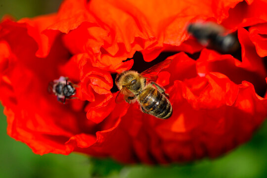 "Poppy Straw" Bilder – Durchsuchen 1,230 Archivfotos, Vektorgrafiken ...