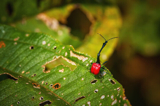 "Giraffe Weevil" Images – Browse 162 Stock Photos, Vectors, and Video ...