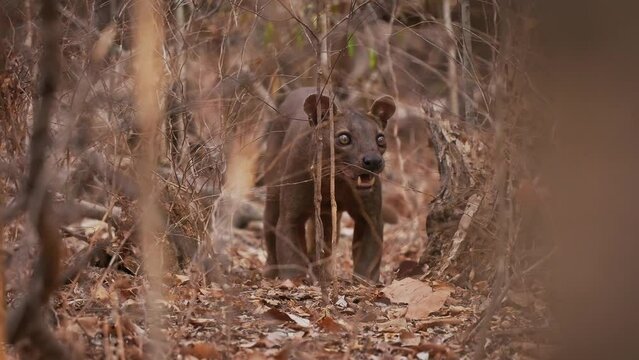 Obrazy ("Fossa) — zdjęcia, wektory i wideo bez tantiem (5,112) | Adobe ...