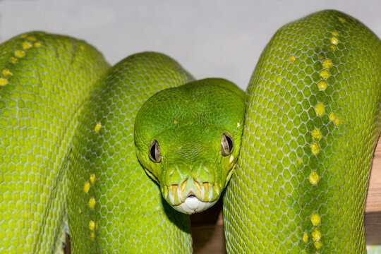 "Green Python"-Bilder: Stock-Fotos & -Videos. | Adobe Stock